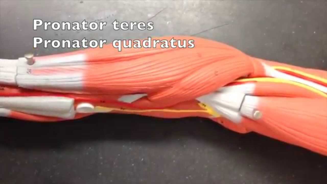 Key muscles that move the forearm.