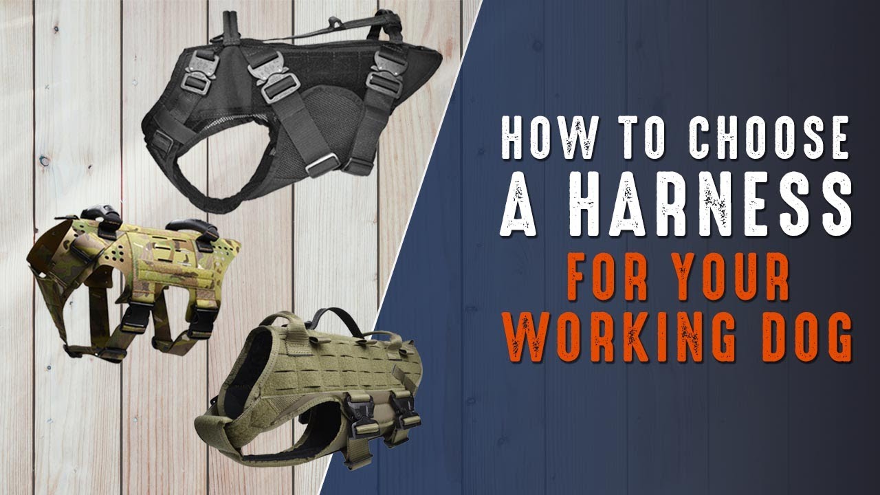 How to Choose the Right Harness for Your Working Dog