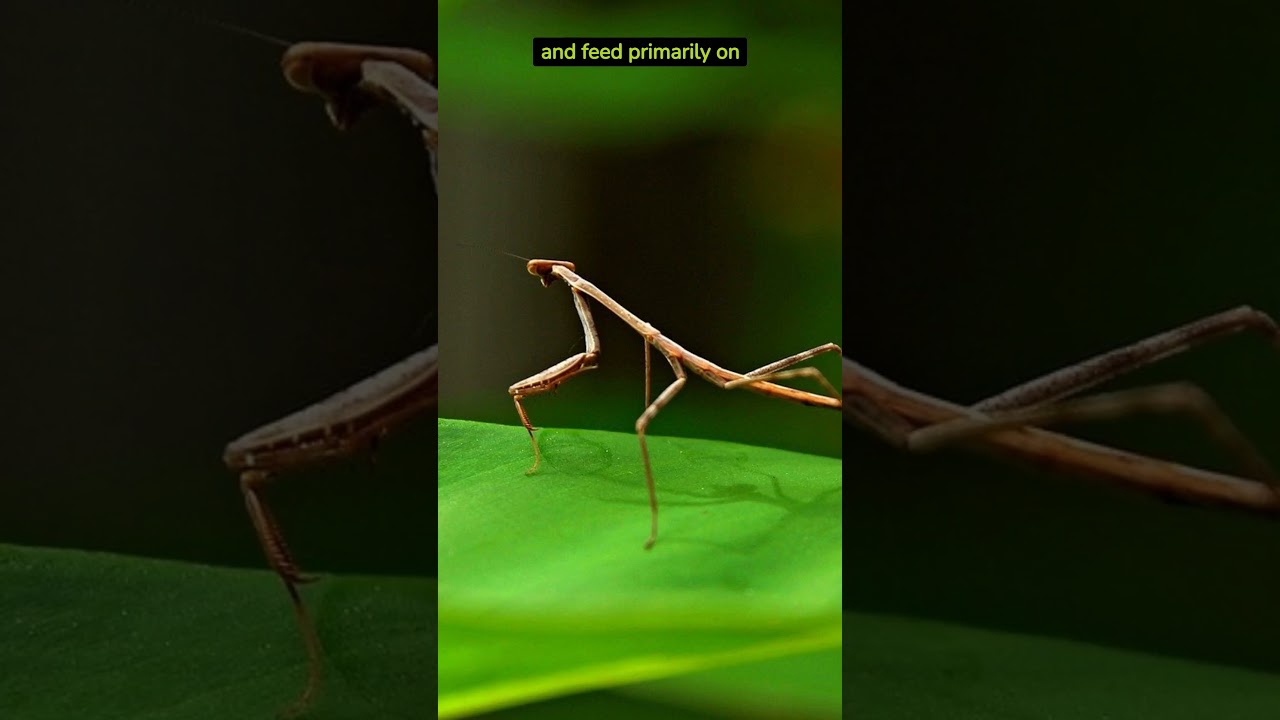 Masters of camouflage the enigmatic stick insects #short