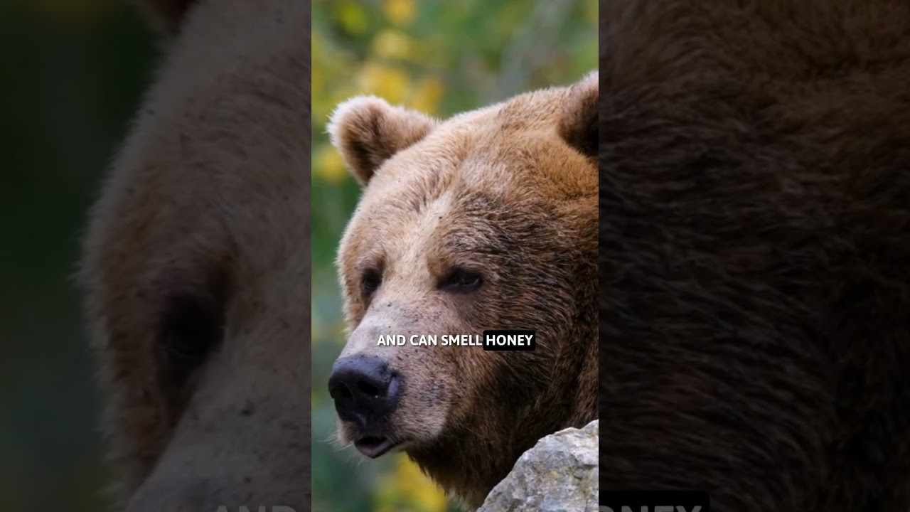 Do Bears Really Like Honey | NSTEM