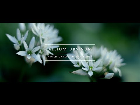 Wild garlic in a English wood in spring - Canon EOS R