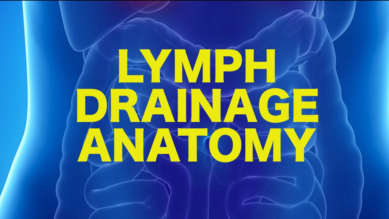 Lymph Anatomy & Drainage || USMLE