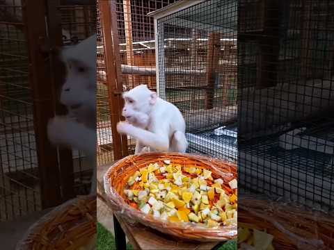 Albino Monkey Rare Breed