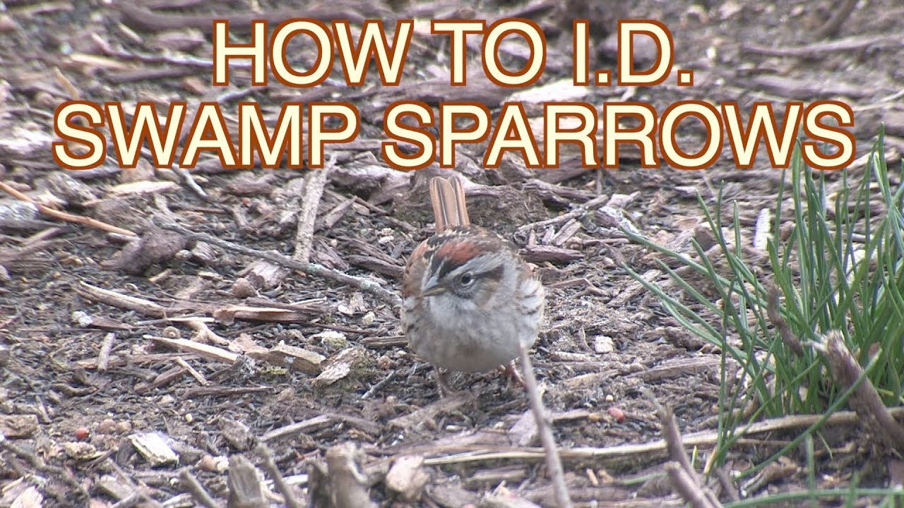 How to I D  Swamp Sparrows: NARRATED