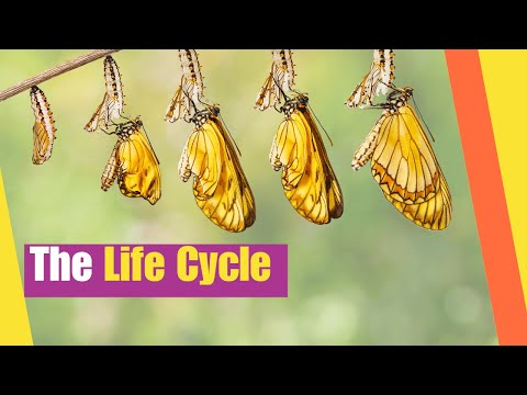 The Life Cycle for Kids | Learn about the life cycles of plants and animals | Science Lesson