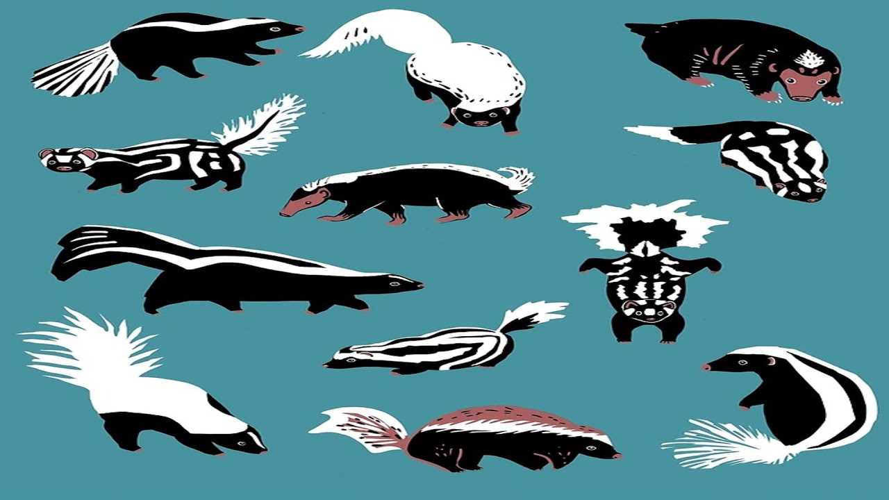 All Skunk Species - Species List