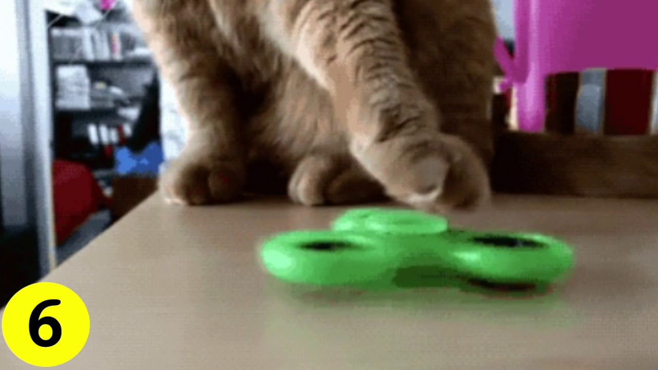Cat GIFs Compilation #1