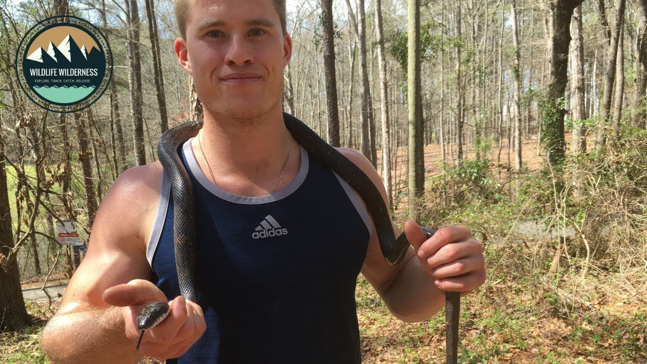 Black Rat Snakes Mating