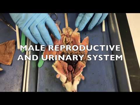 Biology Lab: Rat Dissection