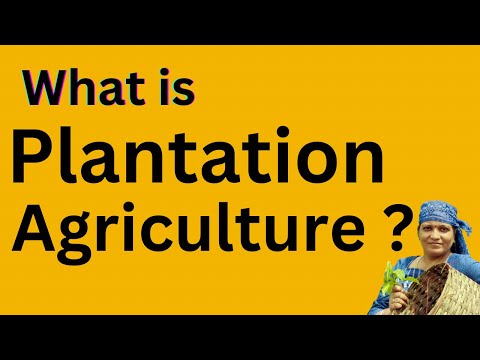 What is plantation agriculture?