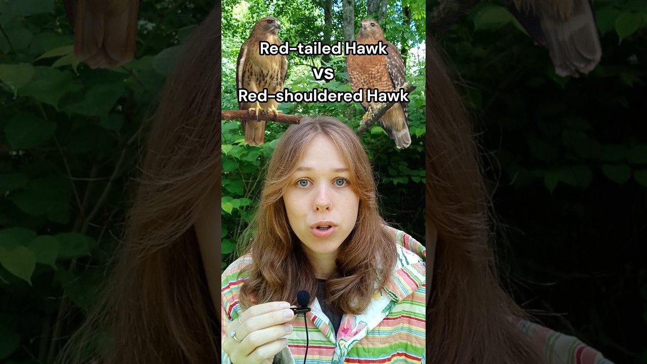 Red-tailed vs Red-shouldered Hawk #fyp #nature #birds #fy #wildlife #naturelovers #bird #birdslover