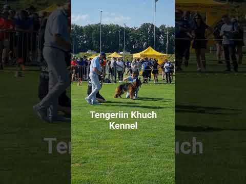 V Captian-Breno von Team Cohinor #germanshepherd #dog