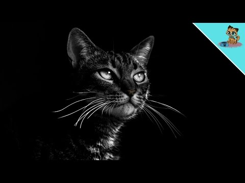 Do Cats Really Run Away When They Die?