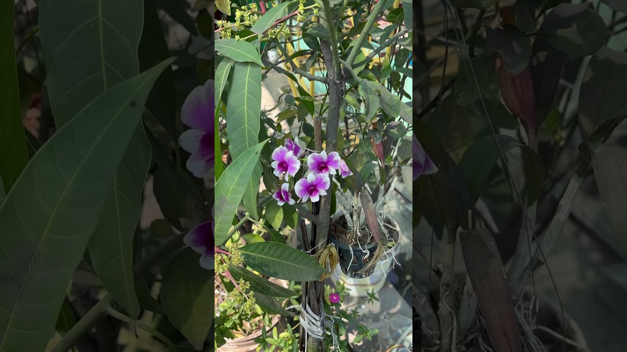 A lovely Dendrobium compactum blooming ❤️🤩#homegarden #flowers #orchid #orchids
