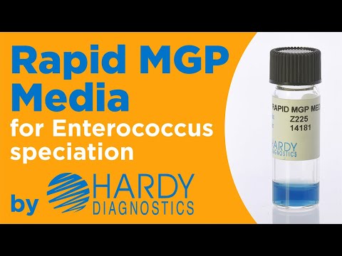 Rapid MGP Medium for Enterococcus speciation by Hardy Diagnostics