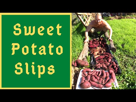 DIY Sweet Potato Slips - Grow Your Own