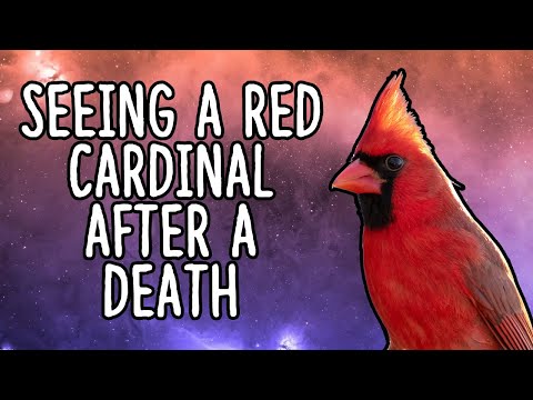 Seeing A Red Cardinal After A Death