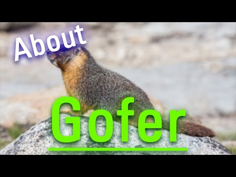 What is Gofer? | How to Say Gofer in English? | How Does Gofer Look?