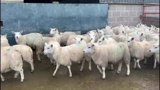 Sheep for Sale & Wanted | Border Livestock Exchange