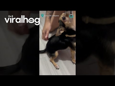 Pup Finds Perfect Scratchie Spot || ViralHog