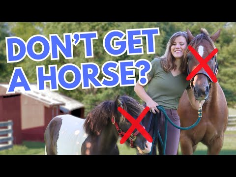 WHY YOU SHOULDN'T GET A HORSE