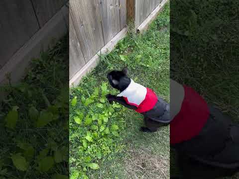 Steam Community :: Video :: Pookie Boxing