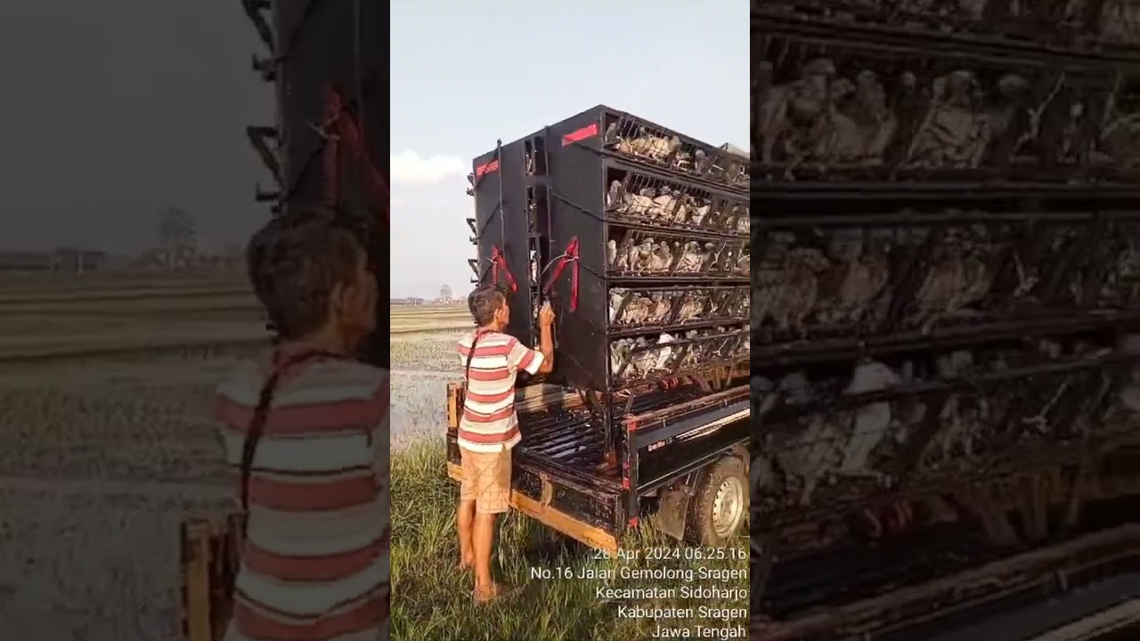 PELEPASAN MERPATI POS‼️LEPAS SRAGEN PULANG KE SEMARANG‼️