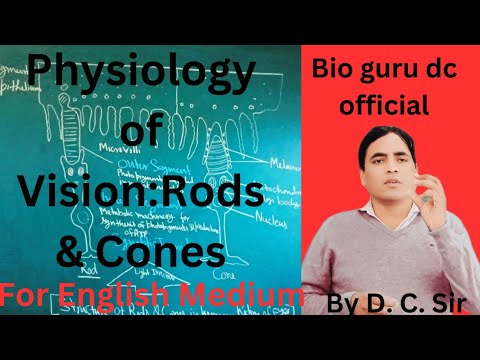 Unlocking Vision: The Function of Rods and Cones in Your Eyes.