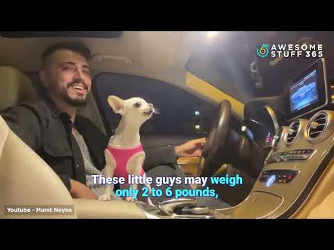 These Tiny Pups Pack a BIG Personality!! | Awesome Stuff 365
