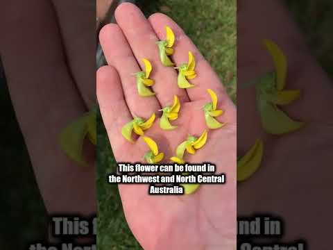 This Australian flower look just like Hummingbird!