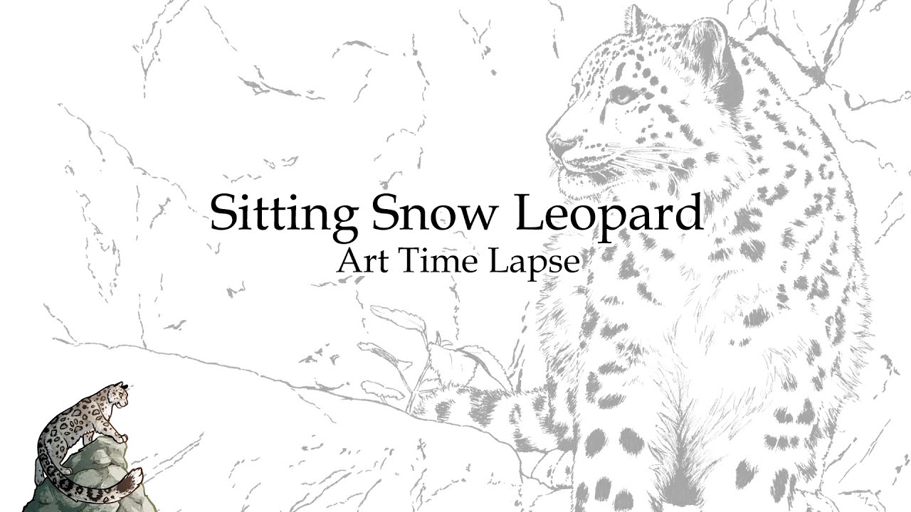 Sitting Snow Leopard - Time Lapse Art