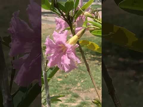 Cute blooming flowers π #shorts #shortfeed #flowers #nature #blooming
