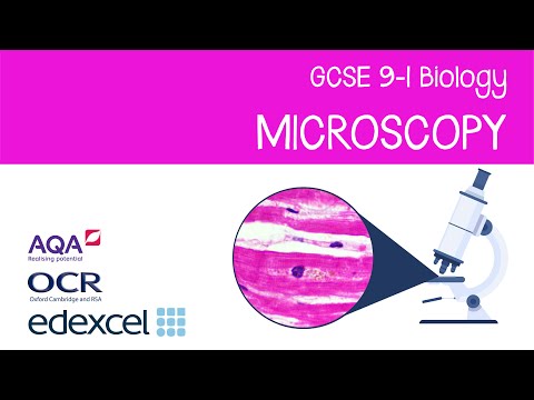 Microscopy for GCSE 9-1 Biology: Light microscopes, electron microscopes, magnification, resolution