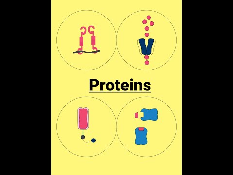 What are Proteins (Structure, Composition and Function)