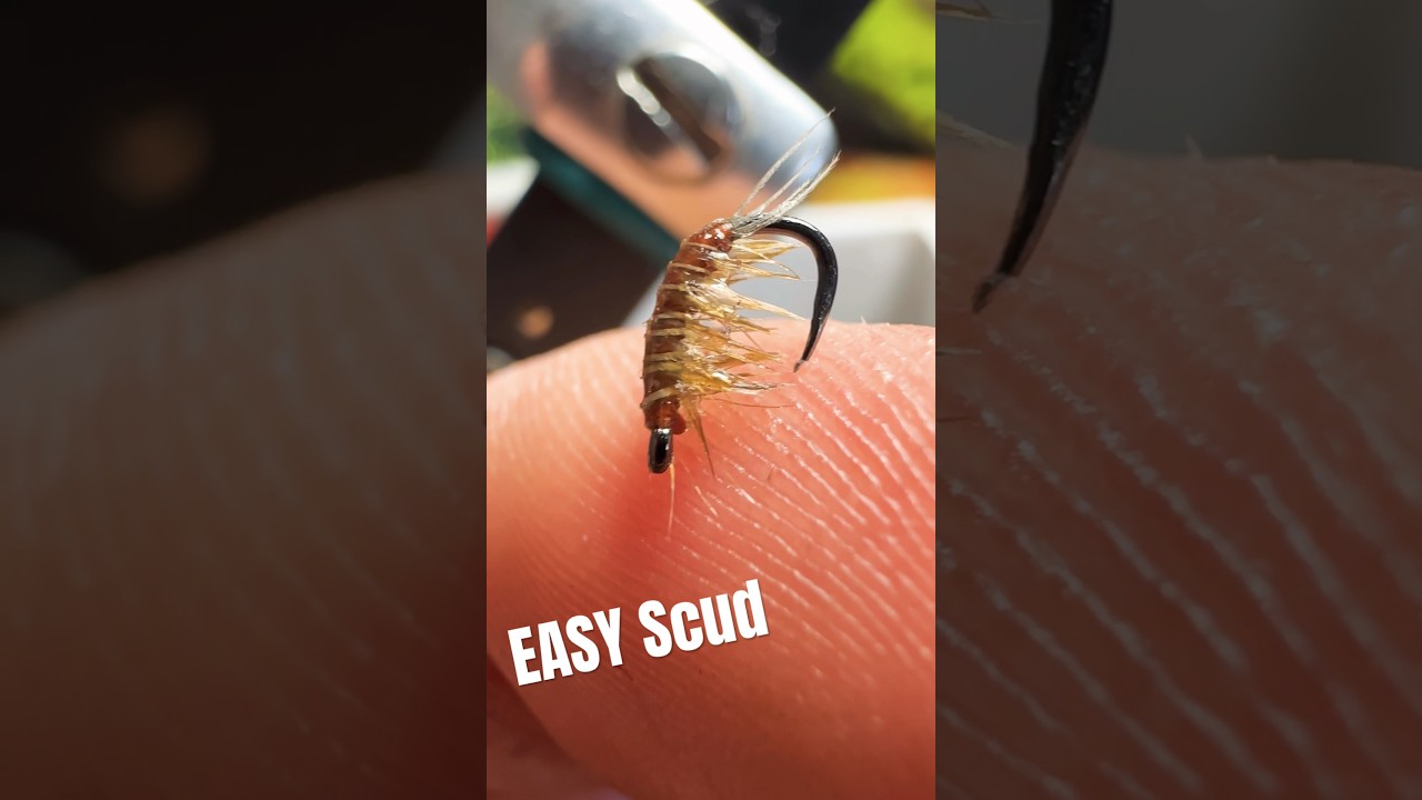 Quick & EASY Scud Pattern #flytyingtutorial #flyfishing #flytyingvideo