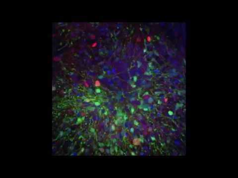 Analysing human neural stem cell ontogeny by consecutive isolation of Notch active neural...