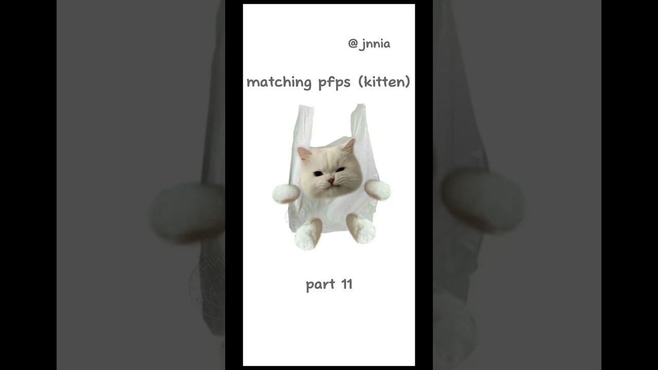 matching pfps (kitten) | part 11! #shortsfeed #cat #tiktok #cute #shorts #matching #pfps #profile