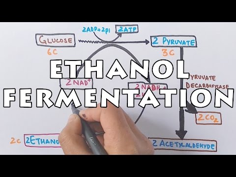 Ethanol Fermentation | Process of Alcohol Formation