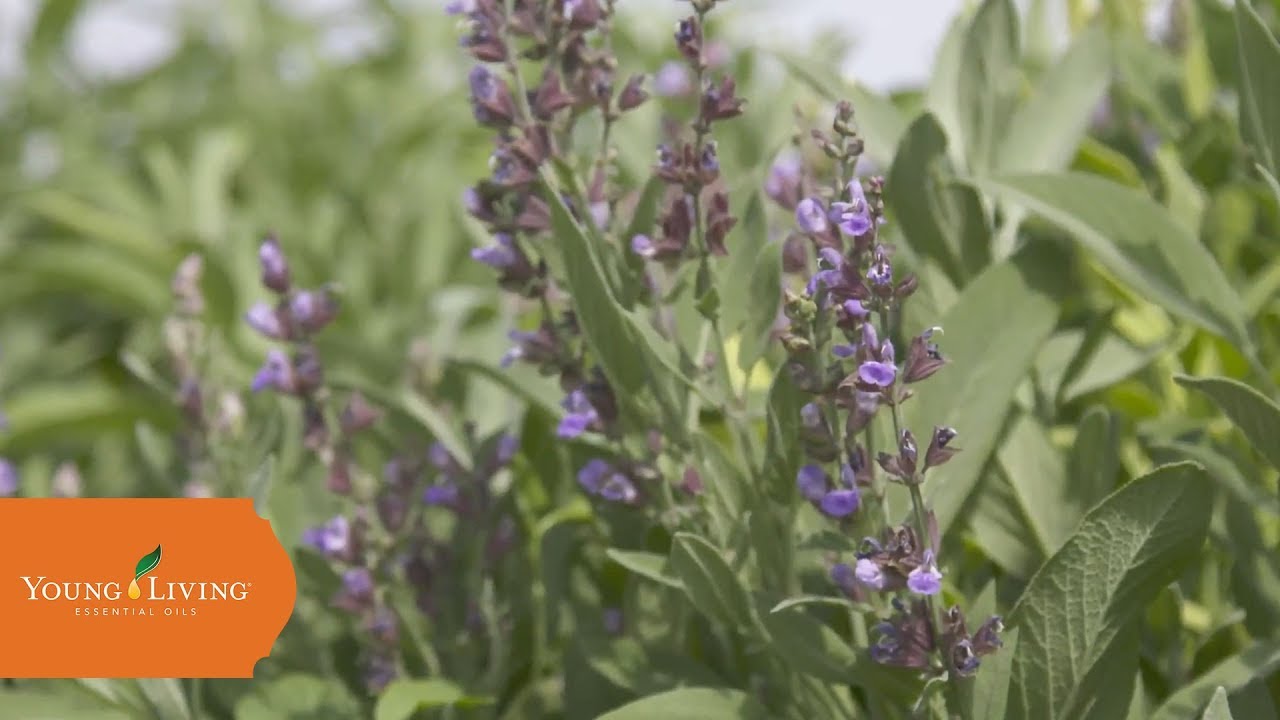 Non-GMO Essential Oils | Young Living Essential Oils
