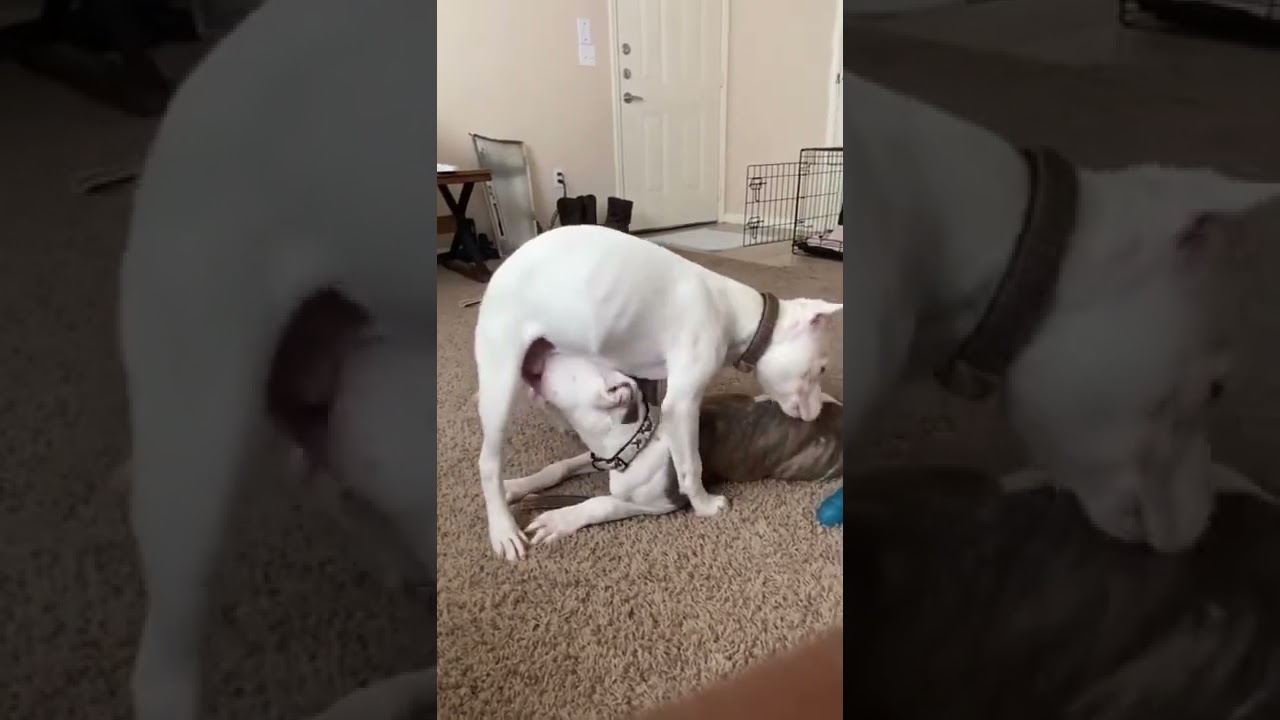 is he sucking his dic*k 😂