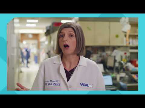 AskVCA Nutrition - What should I feed my senior pet?