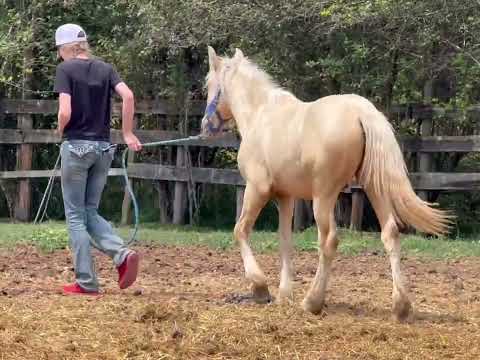 The Generals Rubber Ducky- 2024 Palomino Half Arabian/ Gypsy Vanner Gelding- Videoed 6-25-2025