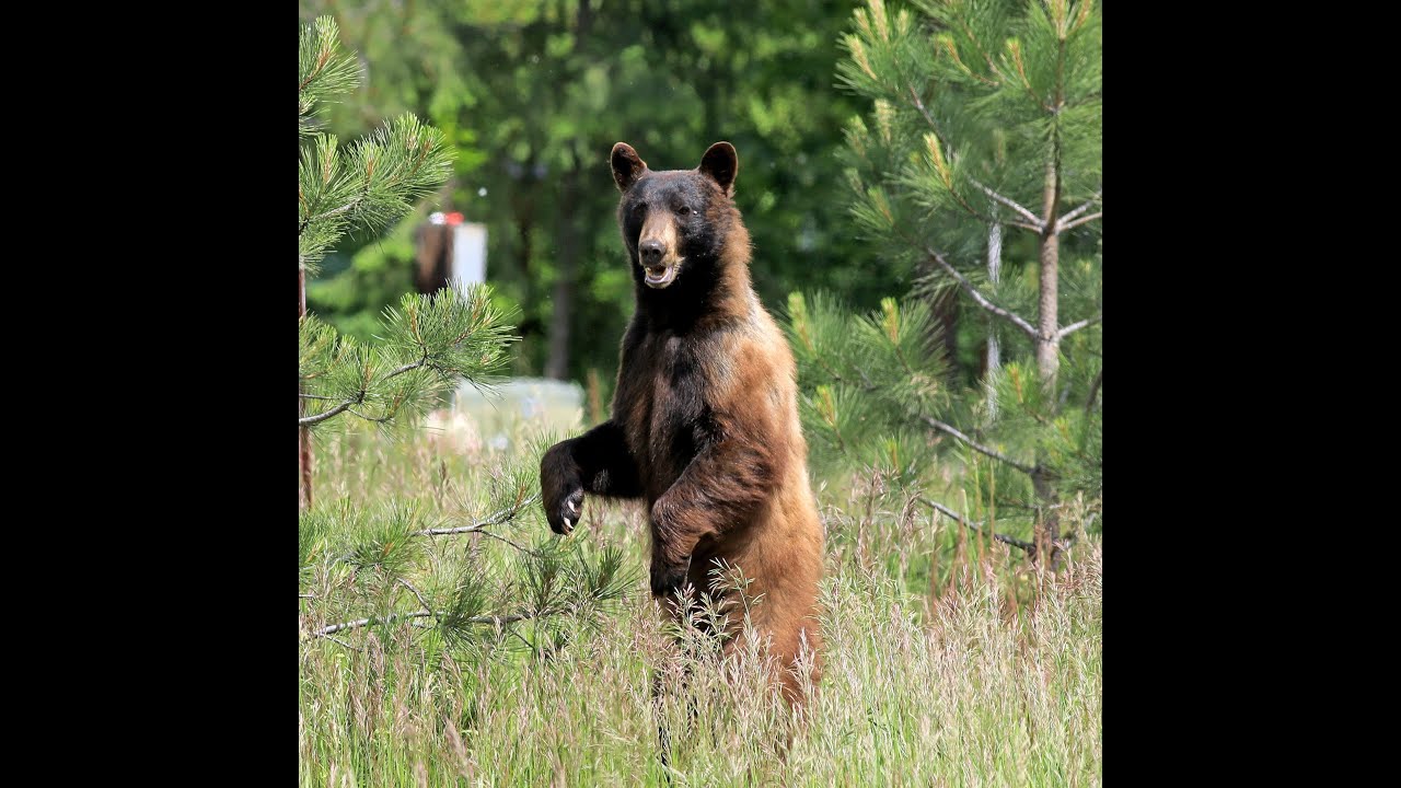 April First Tuesday - Methow Bear Aware