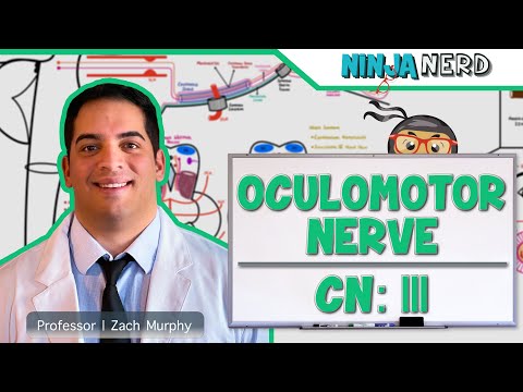 Neurology | Oculomotor Nerve: Cranial Nerve III