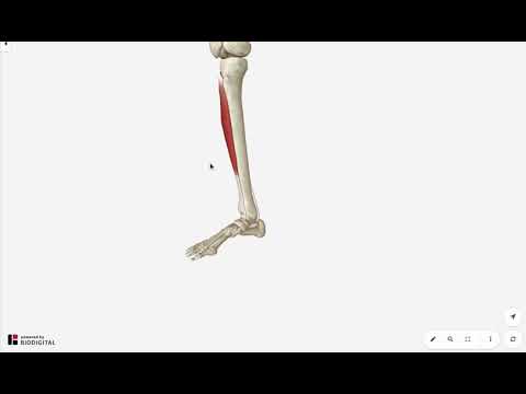 Tibialis Anterior and Posterior