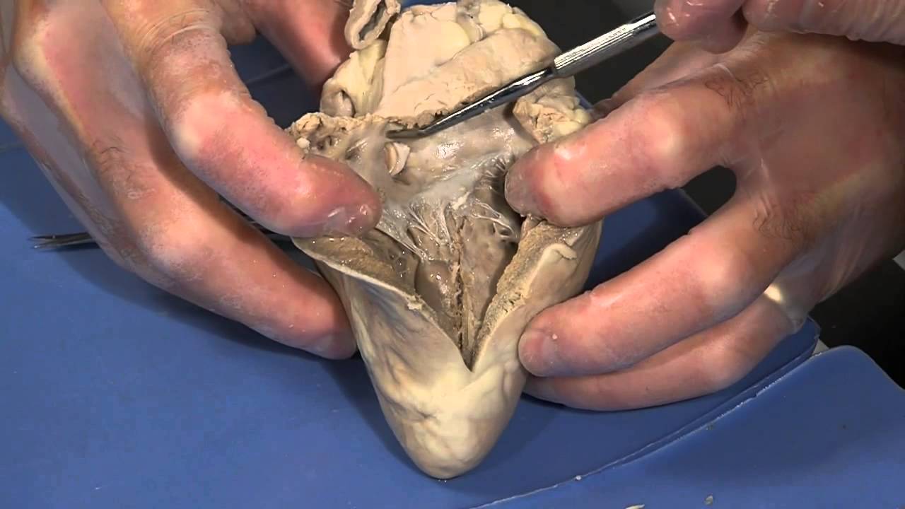 Detailed Sheep Heart Dissection: Part II (Jr. High, High School and College Review)