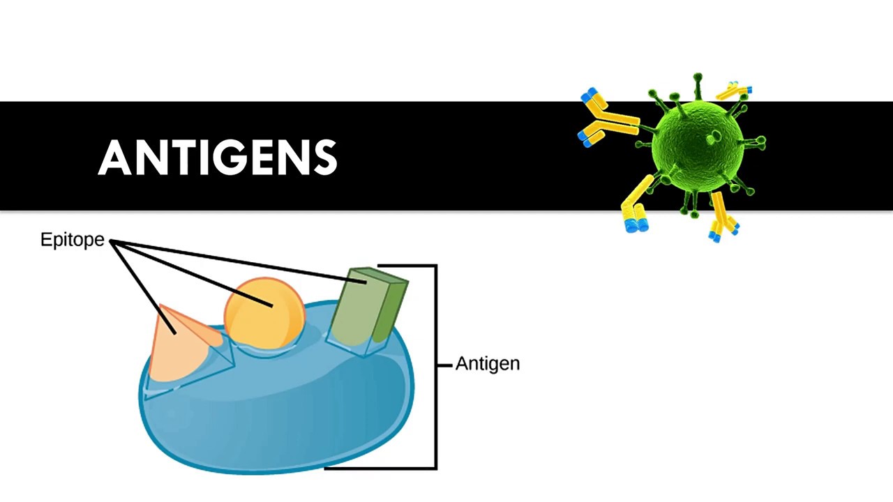 Immunology tutorials: Antigens: For NEET-PG, NEXT, USMLE , UKMLE, PLAB, FRCPath Review