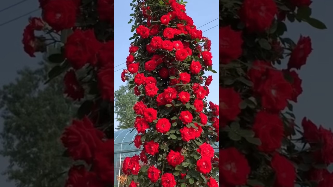 Super red rose garden// amazing climbing rose flowers plants (18/4)