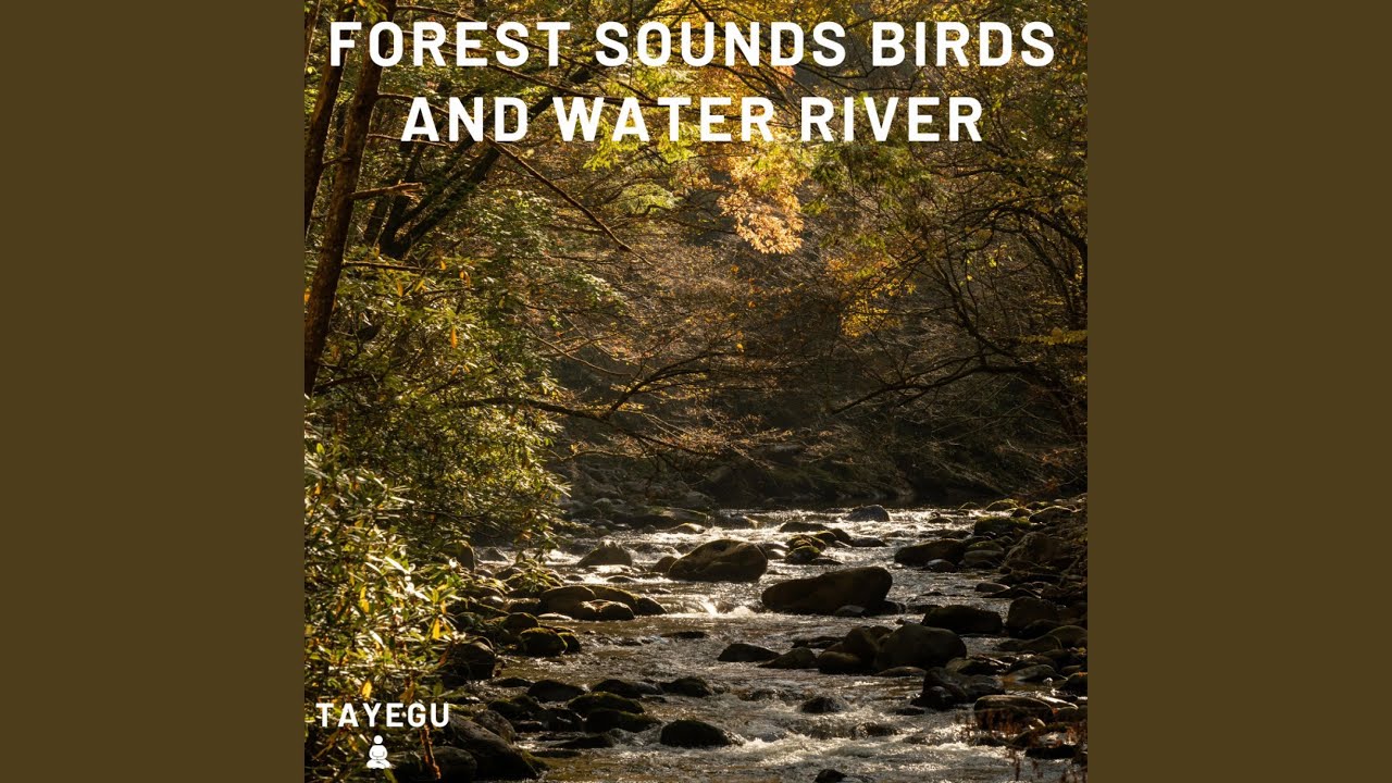 Forest Sounds Birds and Water River Morning Birds Chirping Singing 1 Hour Relaxing Nature...