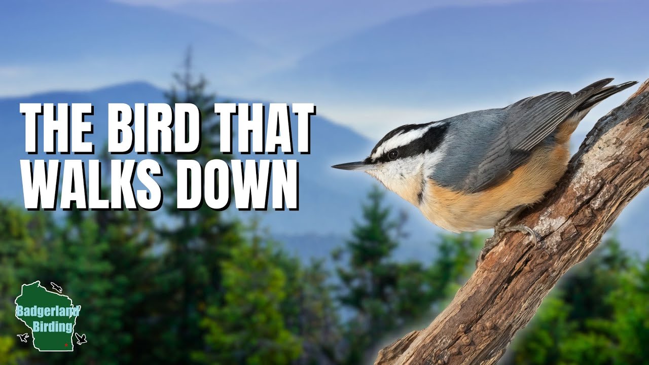 5 Things You Didn't Know About Nuthatches!